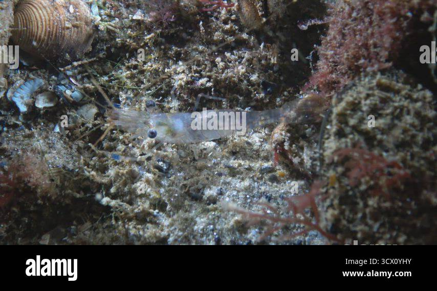 Shrimp stone Palaemon. Palaemon elegans, video footage at night Stock ...