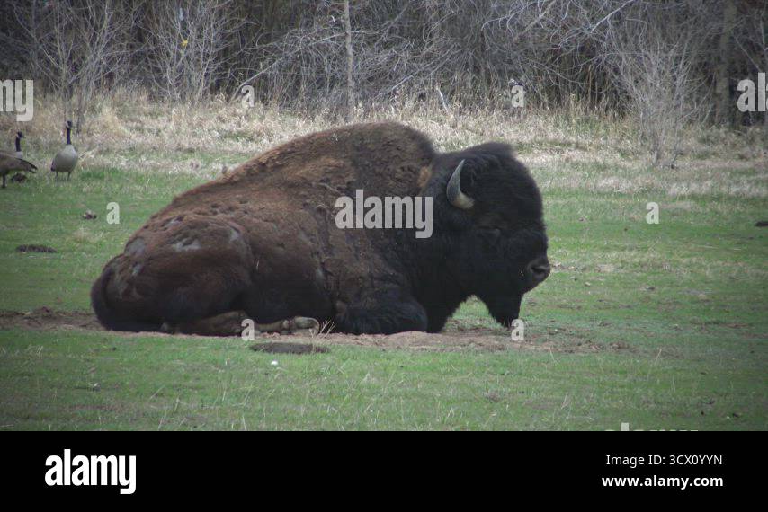 Mammals of Montana. The American bison or buffalo (Bison bison) eat ...