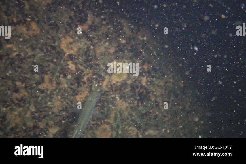 Marine fish Horse mackerel (Trachurus trachurus Stock Video Footage - Alamy