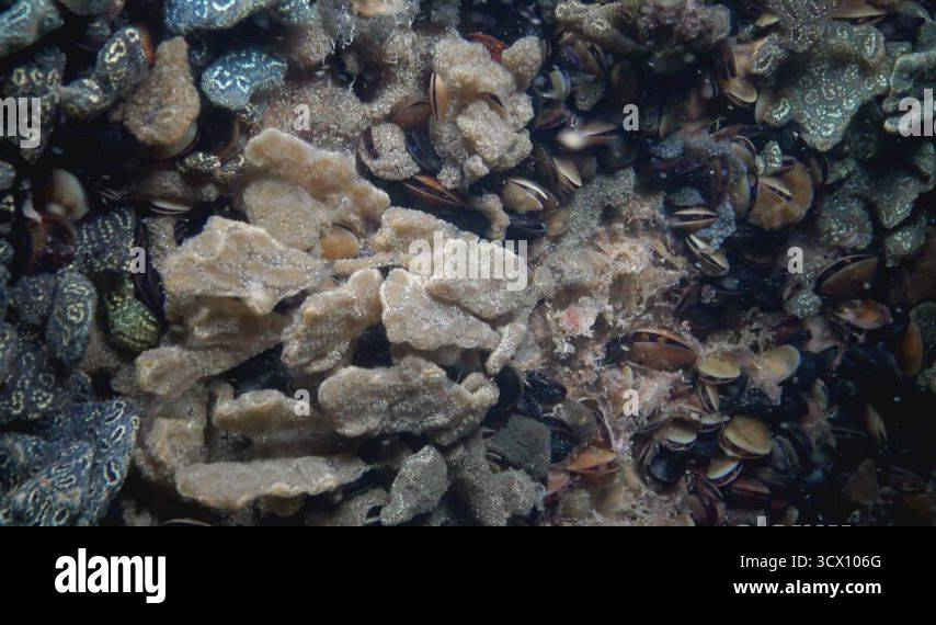 Botryllus schlosseri, commonly known as the star ascidian or golden ...