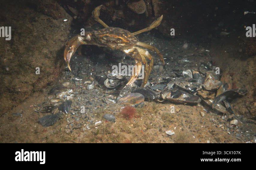 Large herbal crab, male. Green crab (Carcinus maenas). Invasive species ...