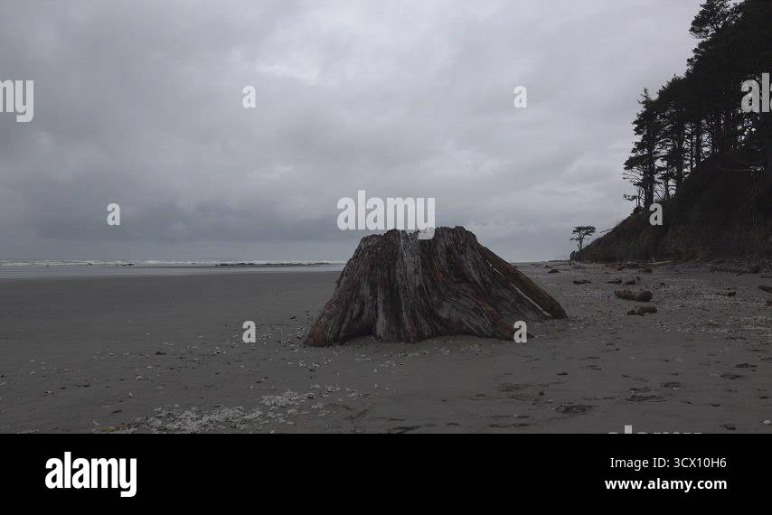 Pacific Coast, pebbly beach, stump from a huge tree on the shore ...