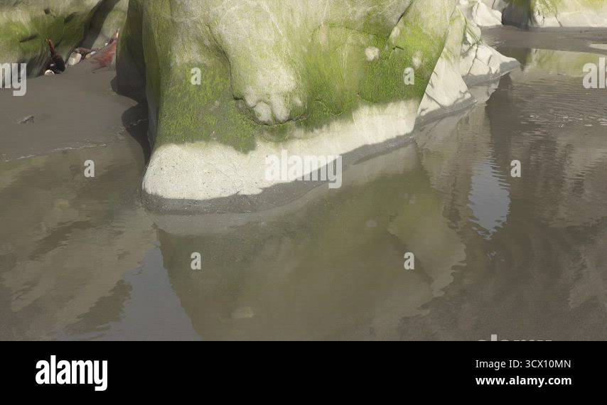 Coast of the Pacific Ocean, a stone overgrown with algae on the shore ...