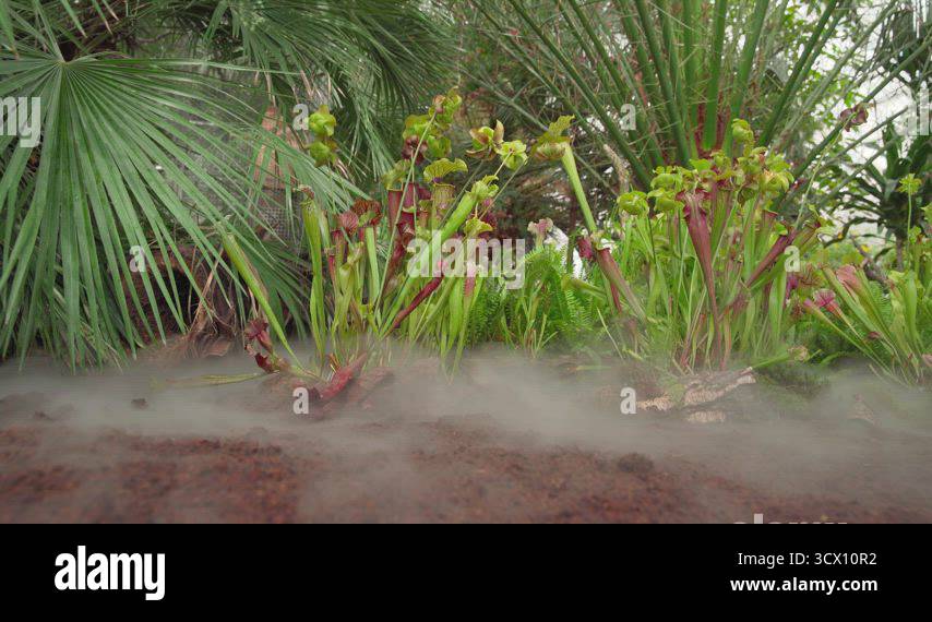Nepenthes carnivorous plants catch insects in tropical forests Stock ...