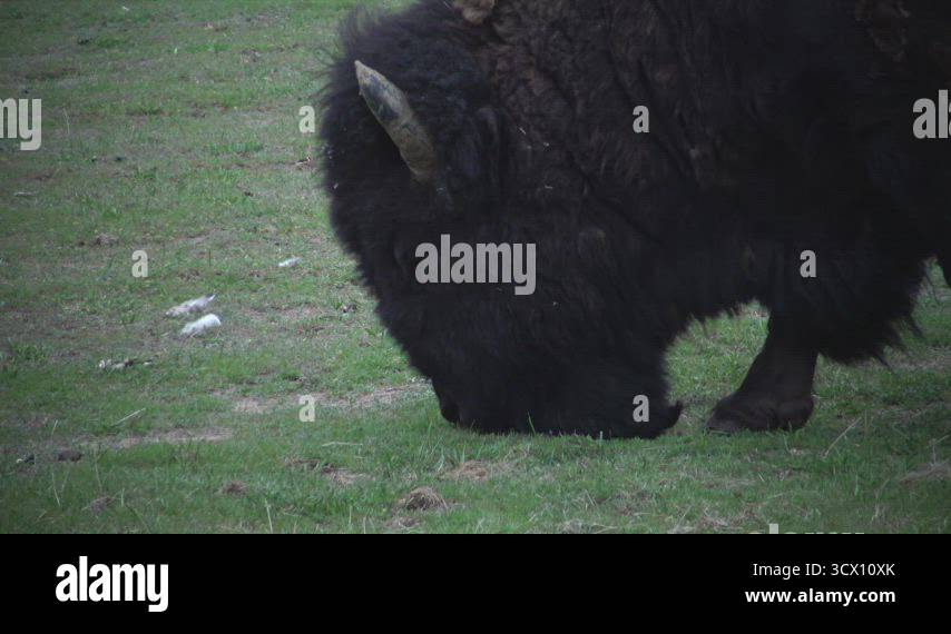 Mammals of Montana. The American bison or buffalo (Bison bison) eat ...
