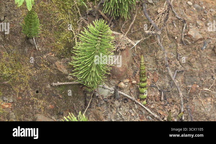 Pacific snake Stock Videos & Footage - HD and 4K Video Clips - Alamy