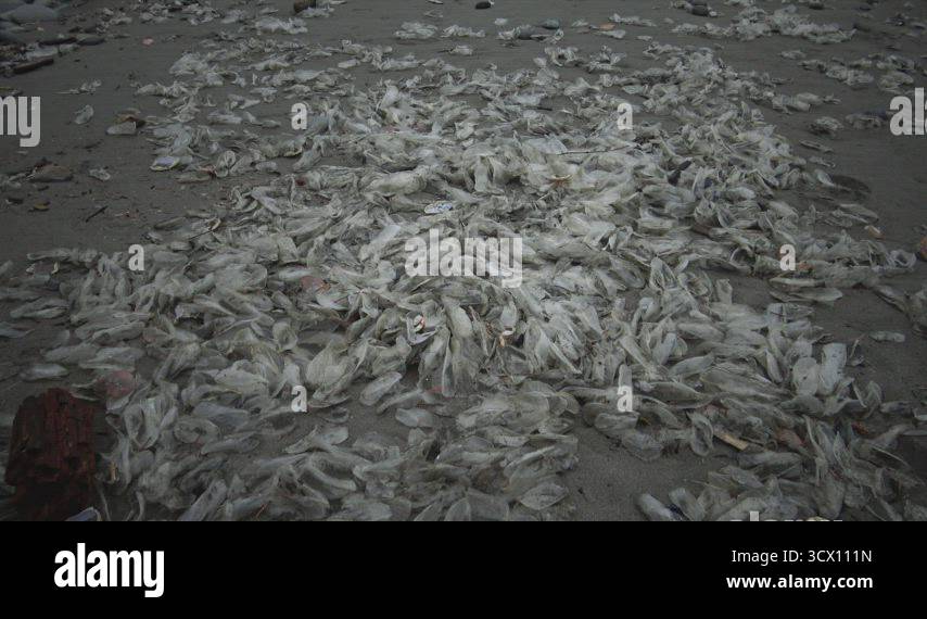 It is commonly known by the names sea raft, by-the-wind sailor, purple ...