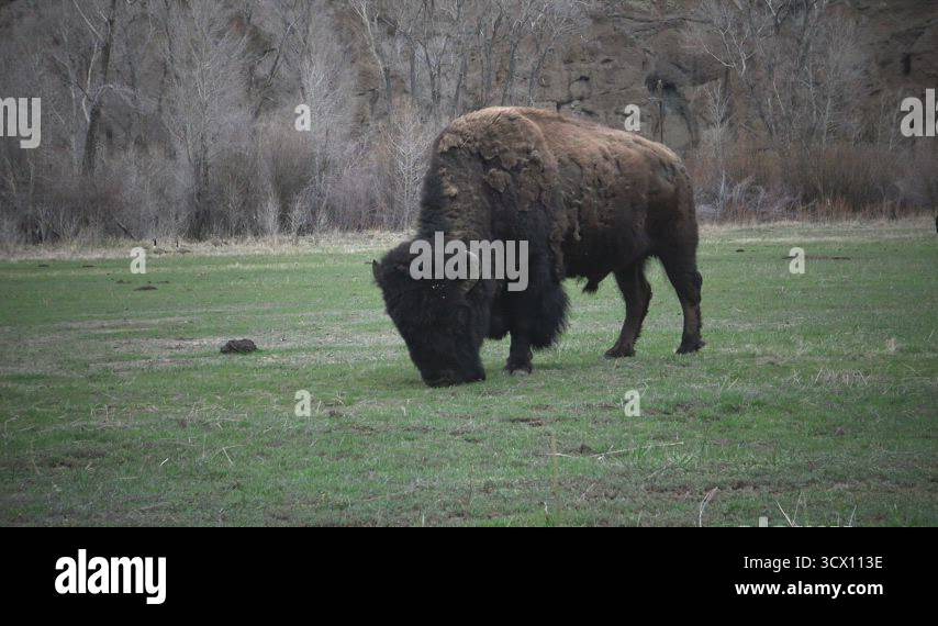 Mammals of Montana. The American bison or buffalo (Bison bison) eat ...