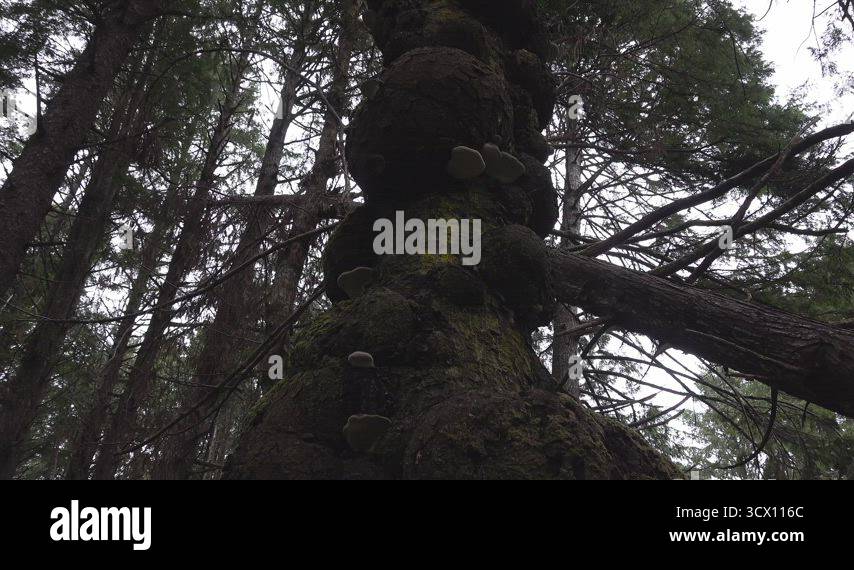 Mushrooms Tver in the woods in the forest. Olympic National Park ...