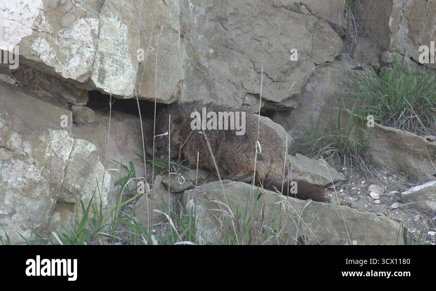 The yellow-bellied marmot, Marmota flaviventris, is a large rodent that ...