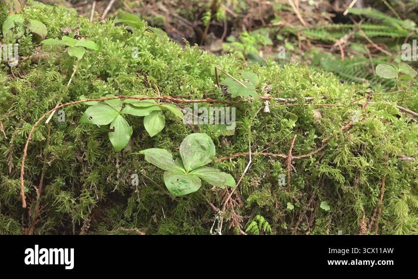 Swamp plants, mosses and ferns in a damp forest. United States ...