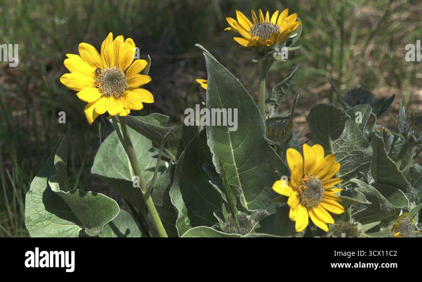 Arrowleaf balsam root flower Stock Videos & Footage - HD and 4K Video ...