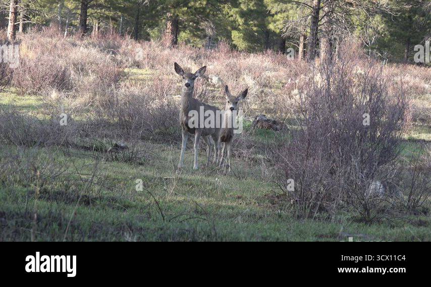 The white-tailed deer (Odocoileus virginianus), also known as the ...