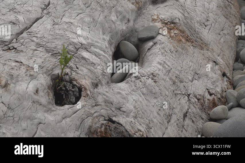 The shore of the Pacific Ocean, A young tree grows in the trunk of an ...