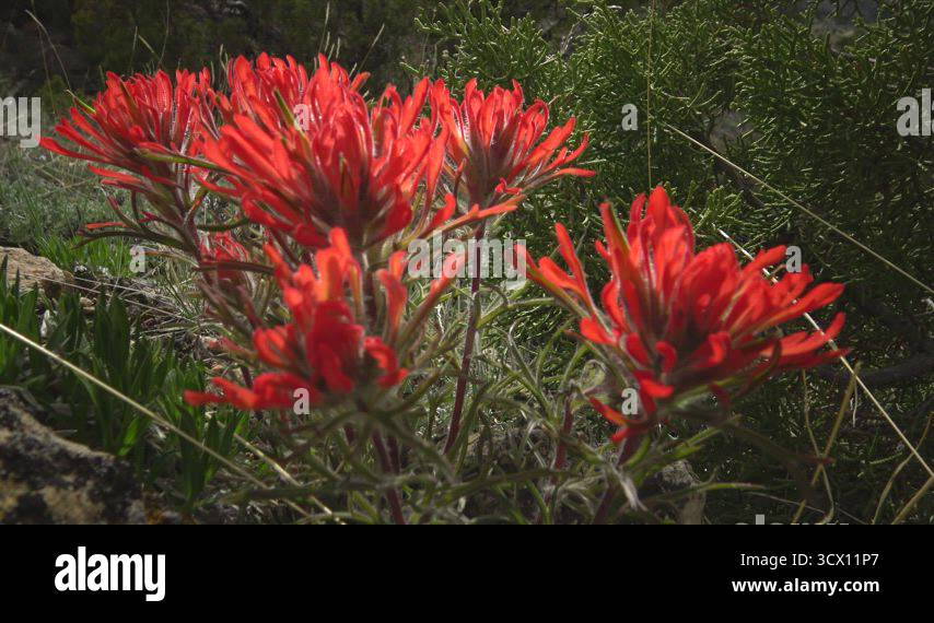 Desert paintbrush (Castilleja chromosa), Wild plants and flowers, flora ...