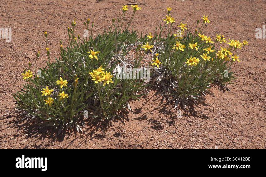 Arches National Park in Moab, Utah Stock Video Footage - Alamy