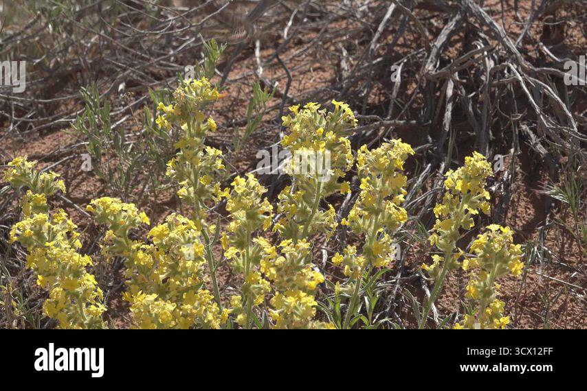 Butterfly drinks nectar on yellow flowers in a Arches National Park ...