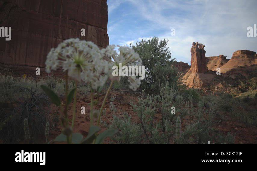 Wild flowering plants in the spring in the mountains in the north of ...