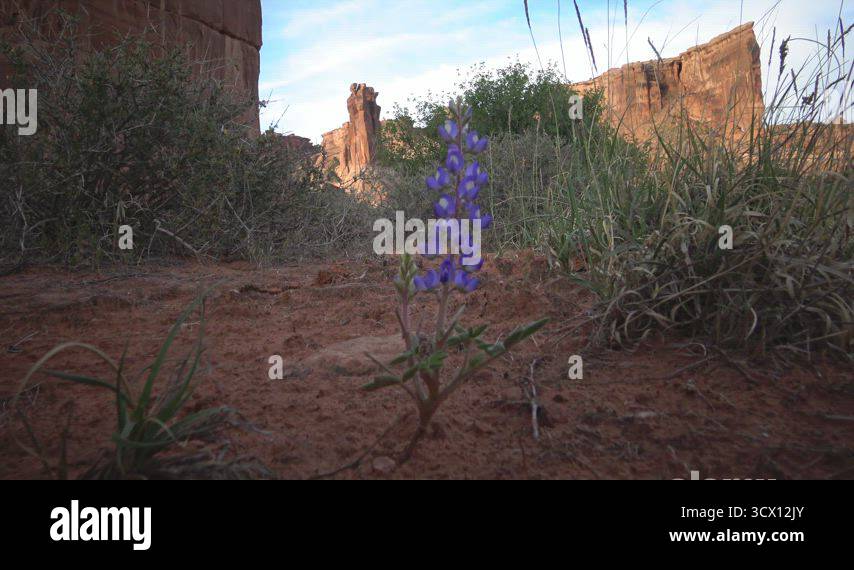 Wild flowering plants in the spring in the mountains in the north of ...