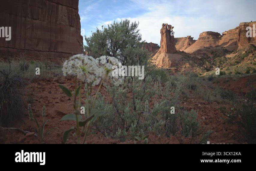 Wild flowering plants in the spring in the mountains in the north of ...