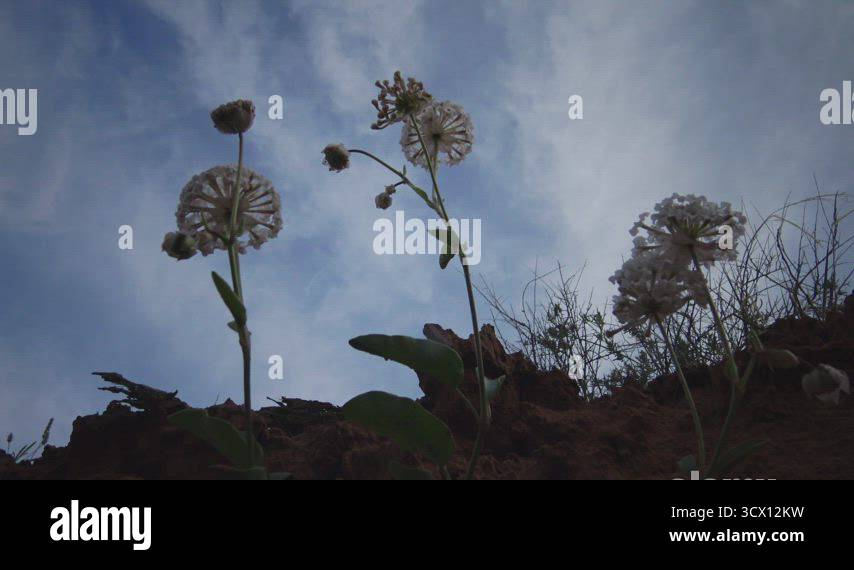 Wild flowering plants in the spring in the mountains in the north of ...