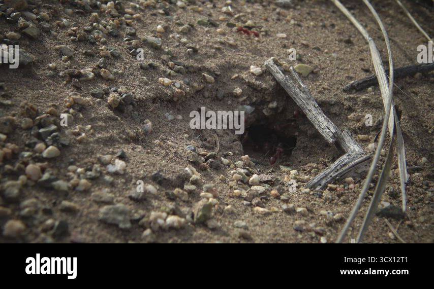 Red ants, an anthill among desert plants. Great Sand Dunes National ...