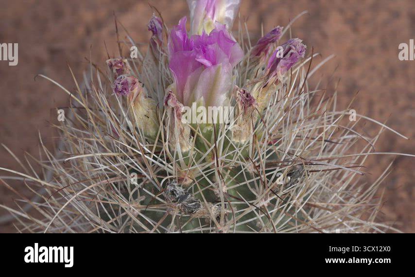 Flowering cactus plants Sclerocactus sp. (parviflorus) in Canyonlands ...