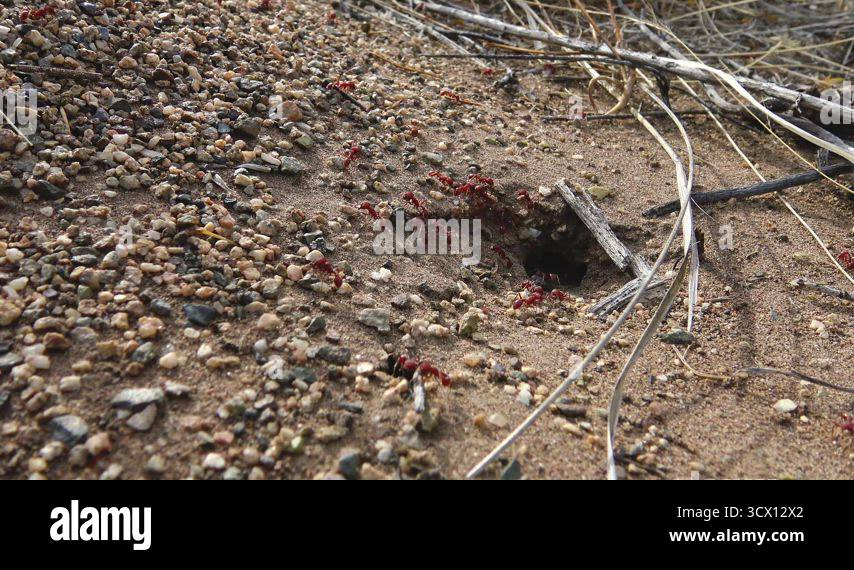 Red ants, an anthill among desert plants. Great Sand Dunes National ...