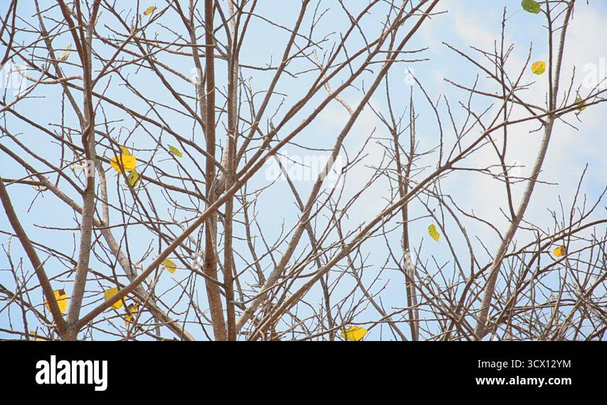 Dry yellow Stock Videos & Footage - HD and 4K Video Clips - Alamy
