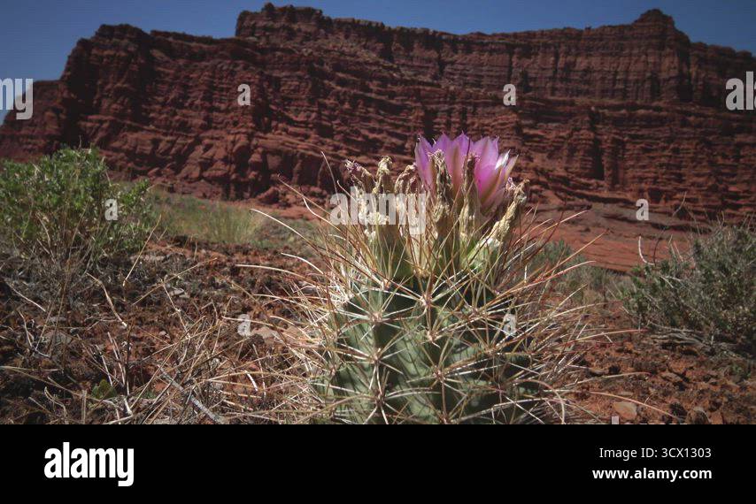 Flowering cactus plants Sclerocactus sp. (parviflorus) in Canyonlands ...