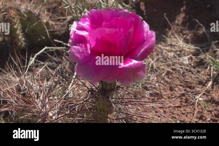 Flowering cactus plants, Pink flowers of Opuntia sp. (polyacantha) in ...