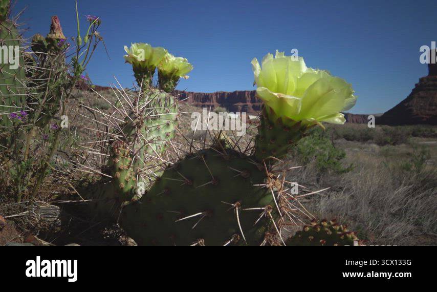 Flowering cactus plants, Yellow flowers of Opuntia sp. (polyacantha) in ...
