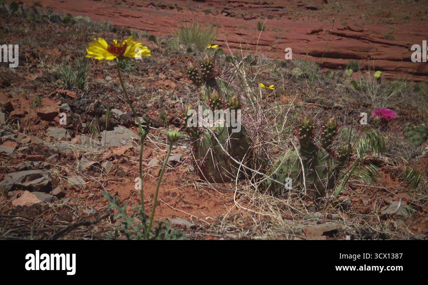 Flowering cactus plants, Pink flowers of Opuntia sp. (polyacantha) in ...