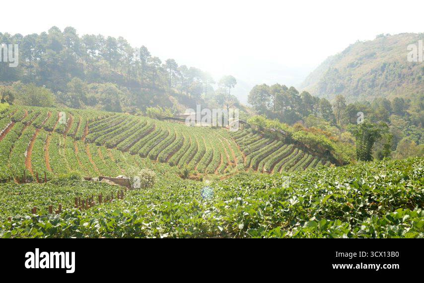 4K footage. Young Tribal Asian woman with basket from Thailand walk ...