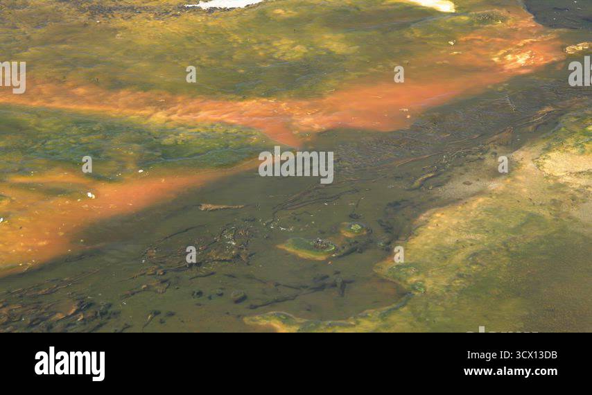 Algae-bacterial mats. Hot thermal spring, hot pool in the Yellowstone ...
