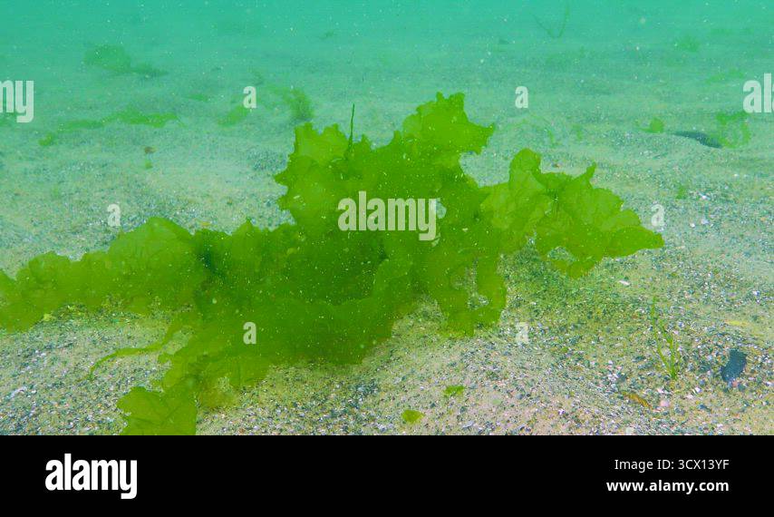 Algae of the Black Sea. Green algae (Ulva, Enteromorpha) on the seabed ...