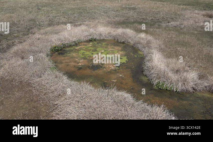 Algae-bacterial mats. Hot thermal spring, hot pool in the Yellowstone ...