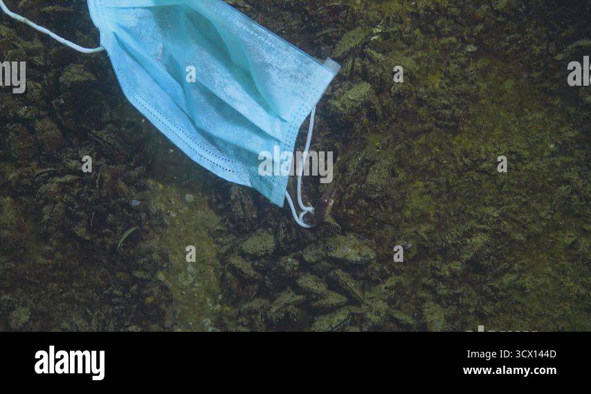 Crab entangled in a medical mask. Used mask thrown into the sea ...