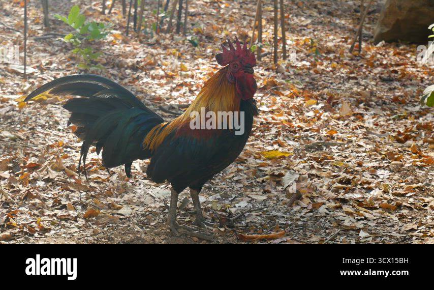 4K. chicken using beak mouth around for searching insect for food Stock ...