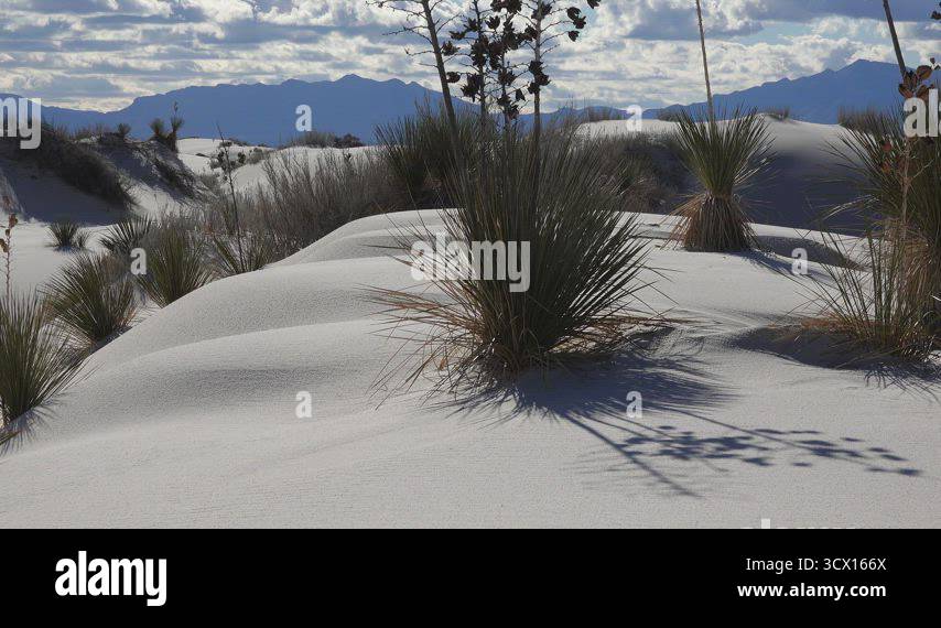 Yucca Plant (Yucca elata) and desert pants on Sand Dune at White Sands ...