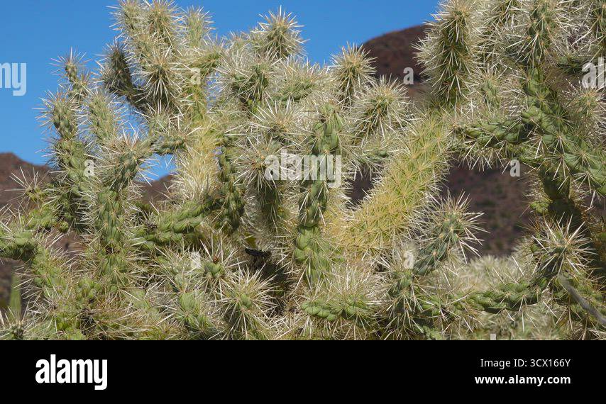 Desert landscape with cacti, in the foreground a cactus Cylindropuntia ...