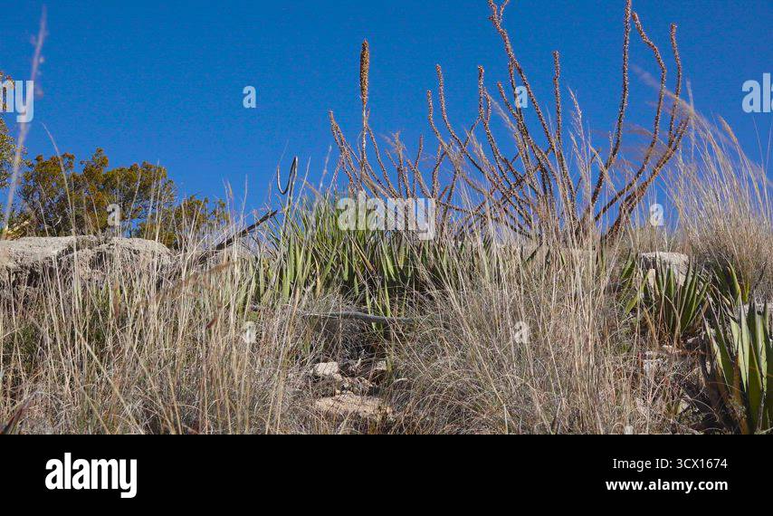 Wild agave plant on Stock Videos & Footage - HD and 4K Video Clips - Alamy