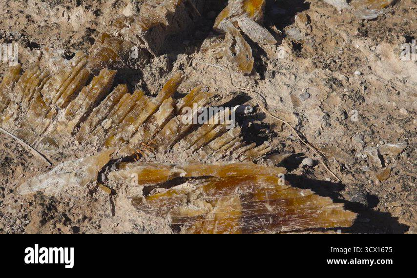 Large crystals of gypsum in clay, in the Arizona desert near the salt ...
