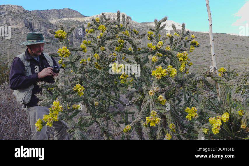 New Mexico, USA - November 22, 2019: Cacti of West and Southwest USA ...