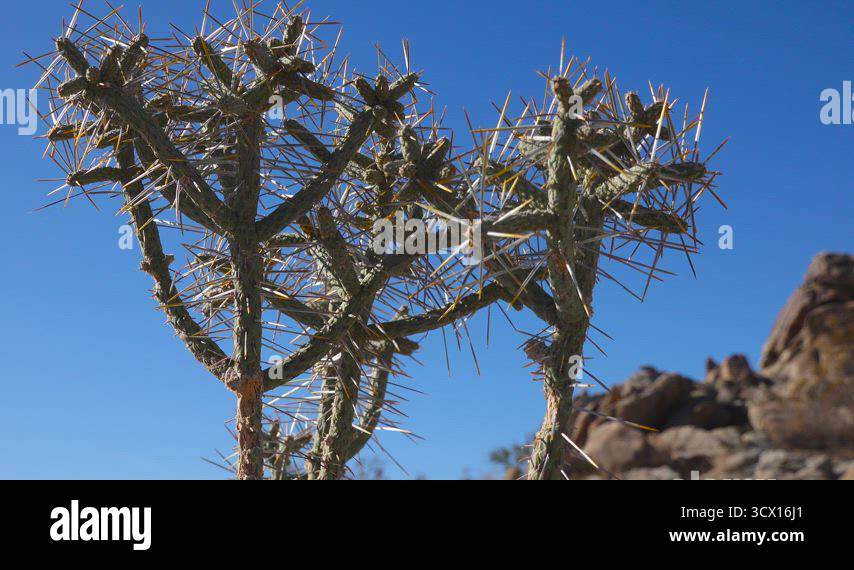 Arizona pencil cholla with long yellow spines against the blue sky ...