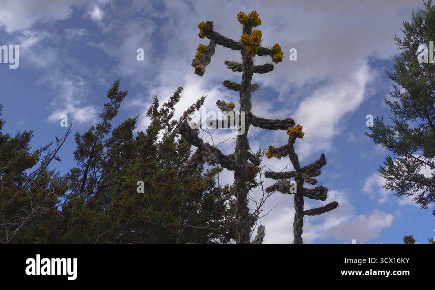 Cacti of West and Southwest USA. Tree cholla, walking stick cholla ...