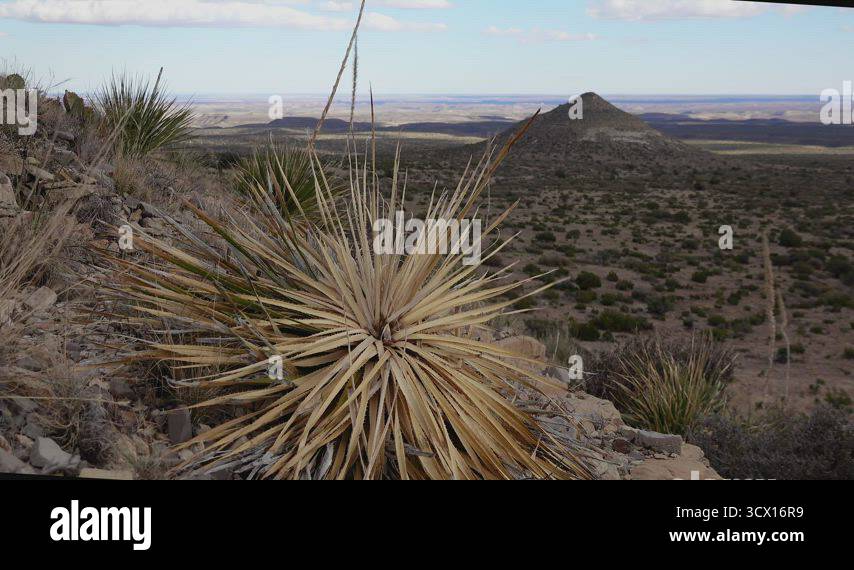 Dead prickly pear cactus Stock Videos & Footage - HD and 4K Video Clips ...