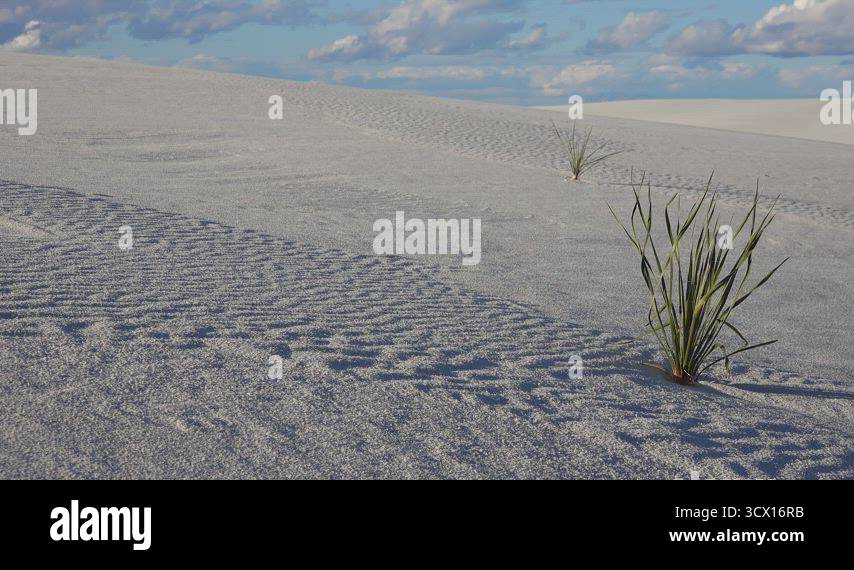 Yucca Plant (Yucca elata) and desert pants on Sand Dune at White Sands ...
