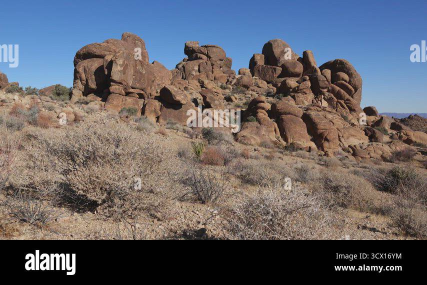 A panoramic view in Joshua Tree National Park. Joshua Tree (Yucca ...