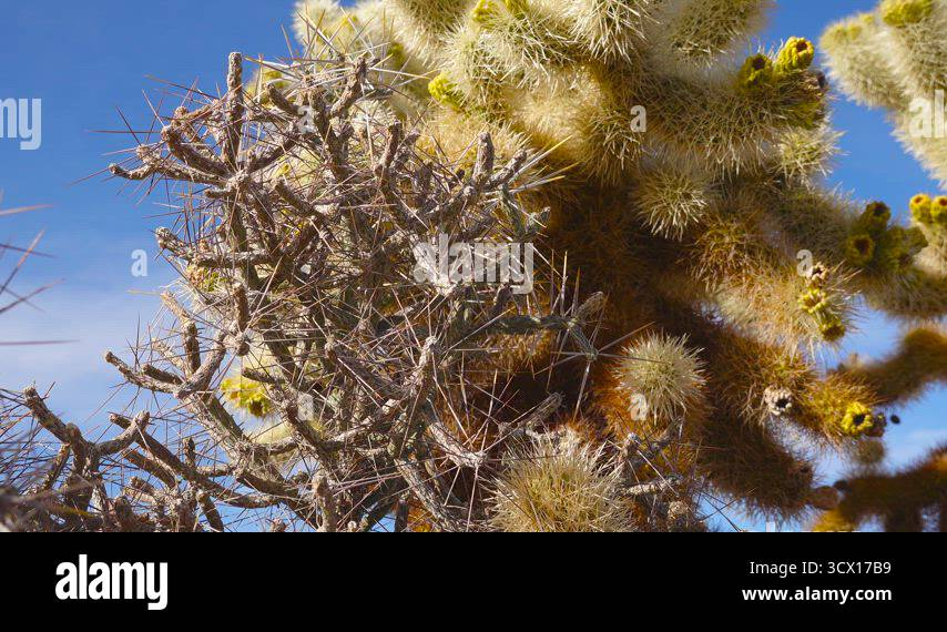 Arizona pencil cholla with long yellow spines against the blue sky ...